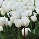 Tulip Saigon - Garden Express