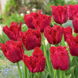 Bulbs - Garden Express - Australia's Largest Online Nursery