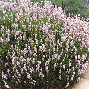 Lavender Dwarf Rosea - Garden Express