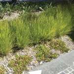 Lomandra Lime Tuff - Garden Express