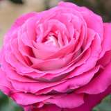 Roses Archives - Garden Express