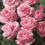 What is a Hybrid Tea Rose? - Garden Express