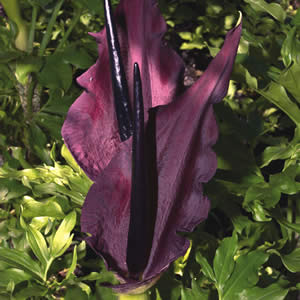ARUM LILY DRAGON - Garden Express