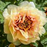 Tree Peony Alice Harding - Garden Express