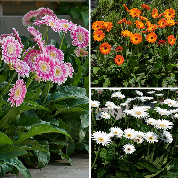 Garvinea Gerberas - Garden Express - Australia's Largest Online Nursery