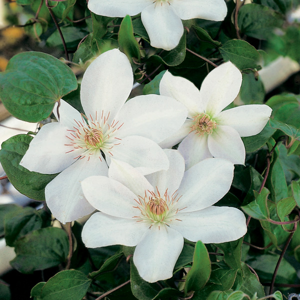 Clematis Growing Guide - Garden Express - Online Nursery