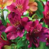 Alstroemeria (Peruvian Lilies) - Garden Express Online Nursery