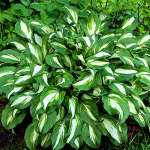 Hosta Pandoras Box - Garden Express