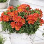 Princess Lily Katiana - Garden Express