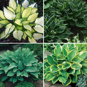 HOSTA COLLECTION No 2 - Garden Express