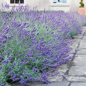 Lavender Dwarf Munstead - Garden Express
