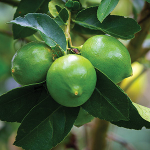 TAHITIAN LIME - Garden Express