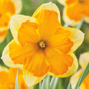 Daffodils - Garden Express