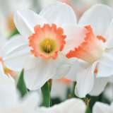Daffodil Fragrant Rose - Garden Express