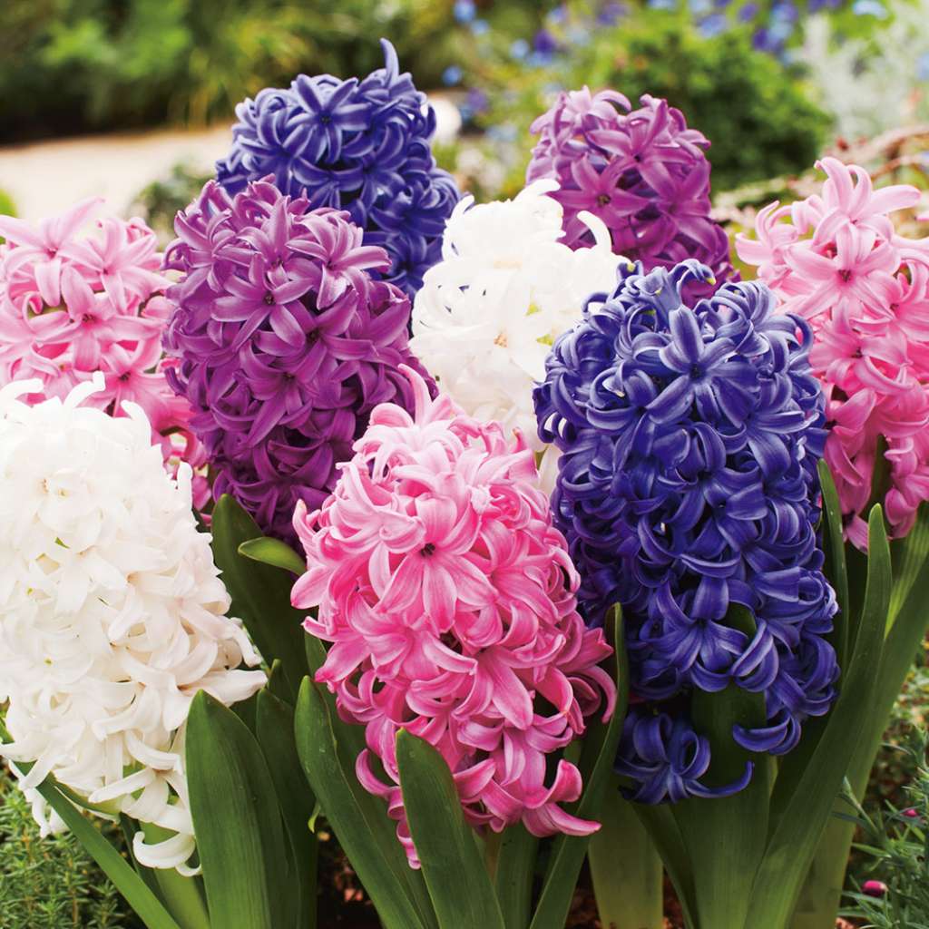 Hyacinth Purple Star - Garden Express