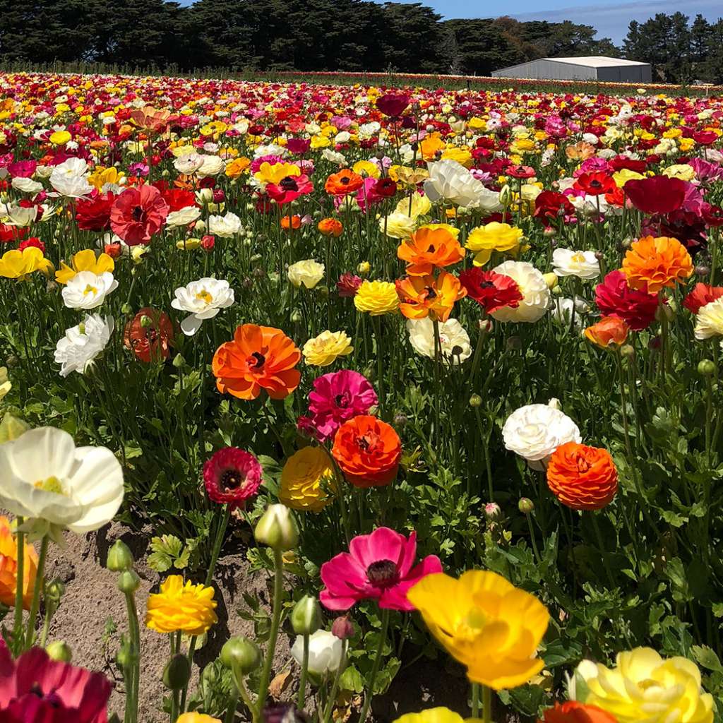 Ranunculus - Garden Express - Australia's Largest Online Nursery