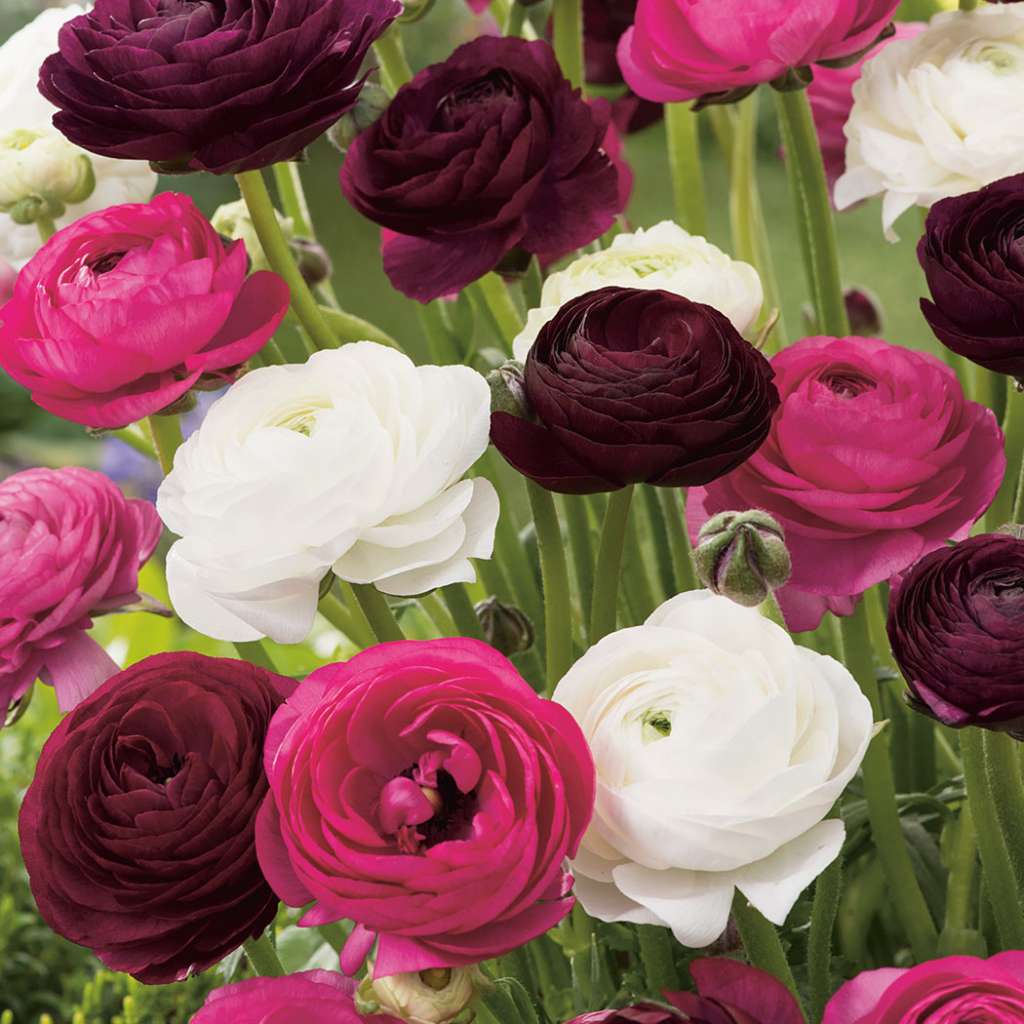 Ranunculus - Garden Express - Australia's Largest Online Nursery