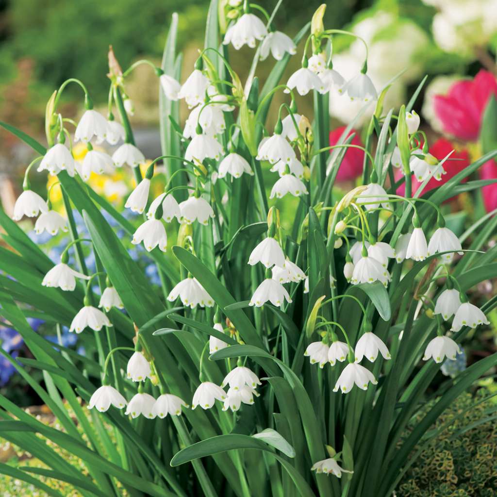 Snowflakes - Garden Express