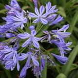 Agapanthus - Garden Express - Australia's Largest Online Nursery