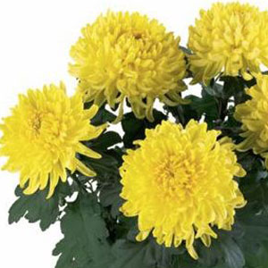 POT MUM CHRYSANTHEMUM - KENA YELLOW - Garden Express