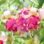 FUCHSIA SNOW FIRE - Garden Express