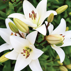 Lilium LA Red Yellow & Orange Blend - Garden Express