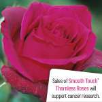Thornless Climbing Rose Smooth Velvet - Garden Express