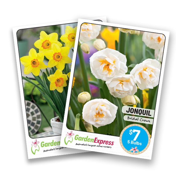 Mystery Box Spring Bulb Pack - Garden Express