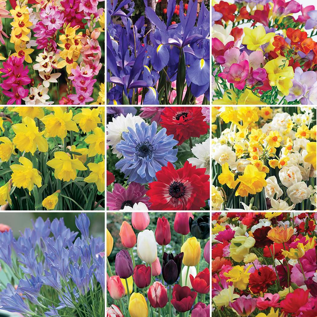 Garden Bulb Packs at Jack Moon blog