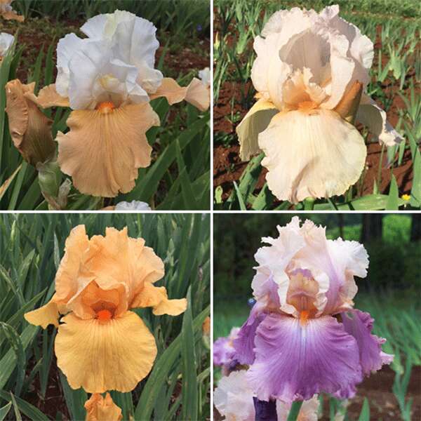 Bearded Iris Royalist - Garden Express