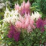 Astilbe Mixed - Garden Express