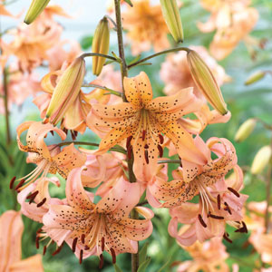 TIGER LILIUM COLLECTION - Garden Express