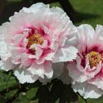 Tree Peony Alice Harding - Garden Express