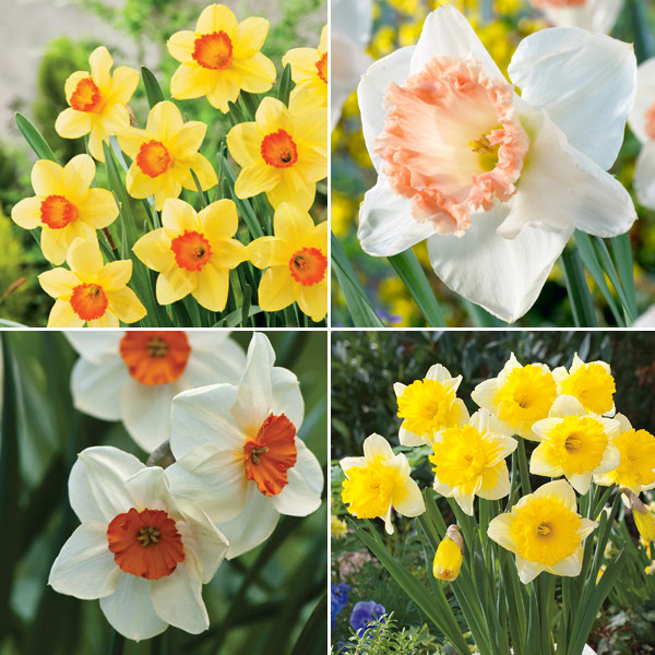 Bulbs - Garden Express - Australia's Largest Online Nursery