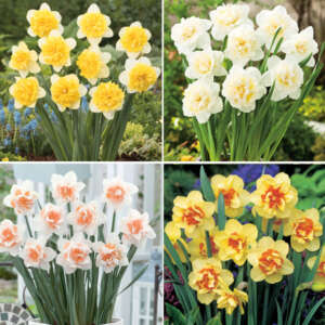 Bulbs - Spring Flowering - Garden Express - Online Nursery