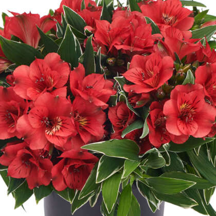 Princess Lily Katiana - Garden Express