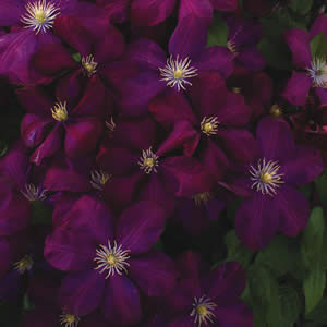 CLEMATIS VOLUCEAU - Garden Express