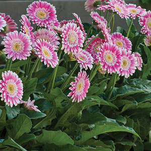 Garvinea Gerberas - Garden Express - Australia's Largest Online Nursery