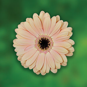 GERBERA ALLIANCE - Garden Express