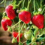 How To Grow Strawberries - Growing & Planting Guide - Garden Express
