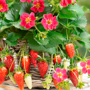 How To Grow Strawberries - Growing & Planting Guide - Garden Express
