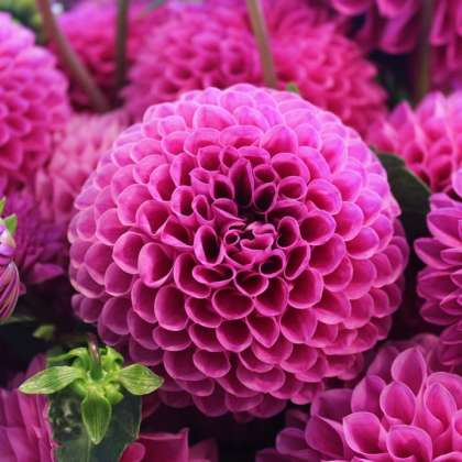 Guide to Planting and Growing Dahlias - Garden Express