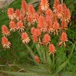 Aloe Big Red - Garden Express