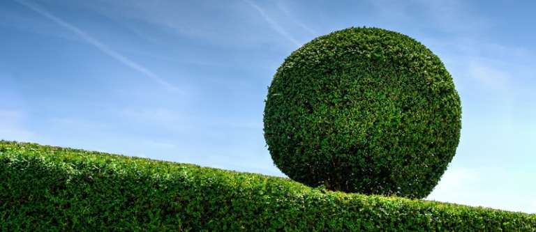 Japanese Box Growing Guide - Garden Express