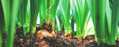 Know your Bulbs, Corms, Tubers, Rhizomes and Stolons | Garden Express