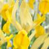 Dutch Iris Apollo - Garden Express