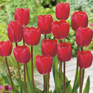 Tulip Lanka - Garden Express