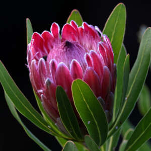 Protea Eclipse - Garden Express