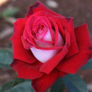 Hybrid Tea Roses - Garden Express - Australia's Largest Online Nursery