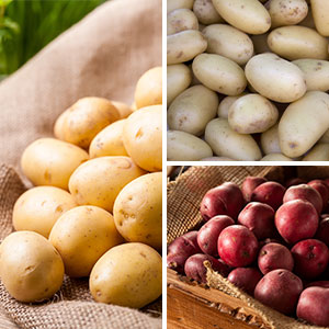 CERTIFIED SEED POTATO AUTUMN COLLECTION 2 - Garden Express